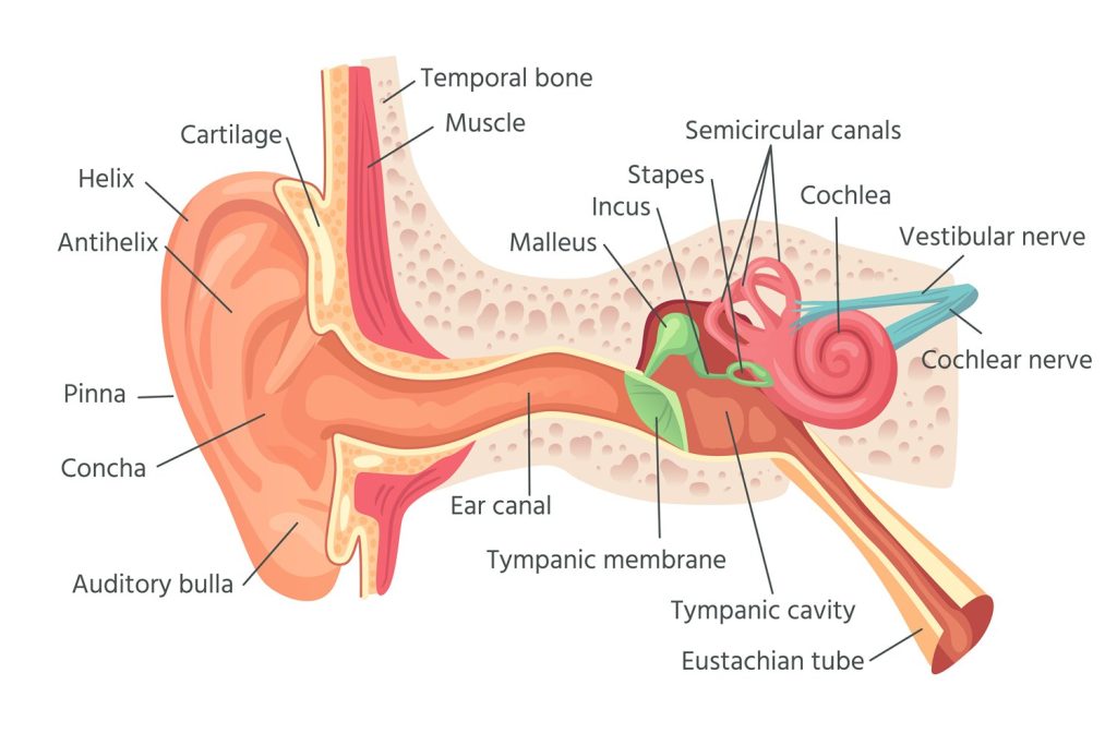 Parts of The Ear | Ear Anatomy | Brookway Hearing